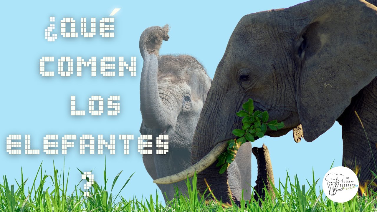 ¿QUÉ COMEN LOS ELEFANTES? - YouTube