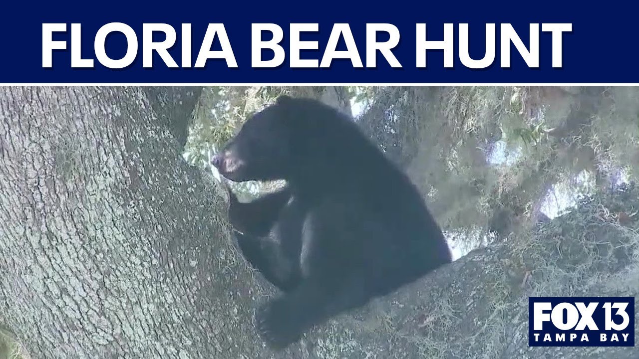 Florida bear hunt moves one step closer to reality - YouTube