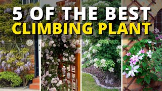 4 of The Best Climbing Plant 🌿 - Climbing Plants Ideas 👍👌