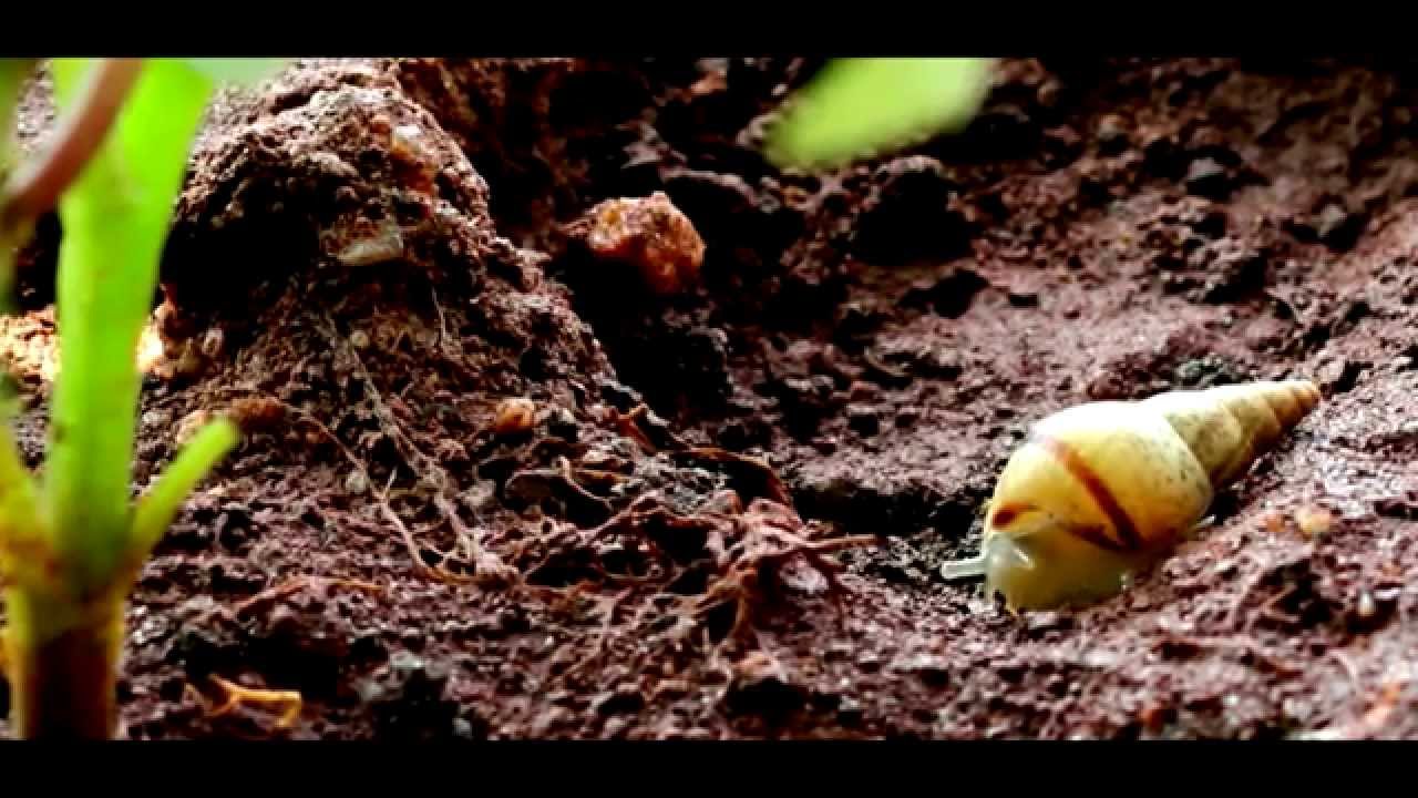 snail - YouTube
