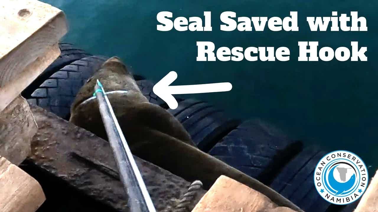 Seal Saved with Rescue Hook - YouTube