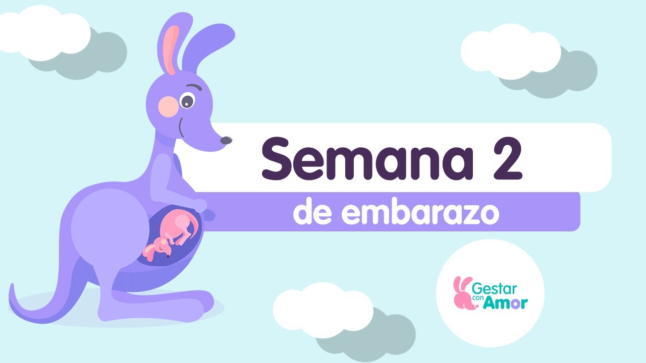 Semana 2 de embarazo: ¡Ovulación y fecundación! - YouTube