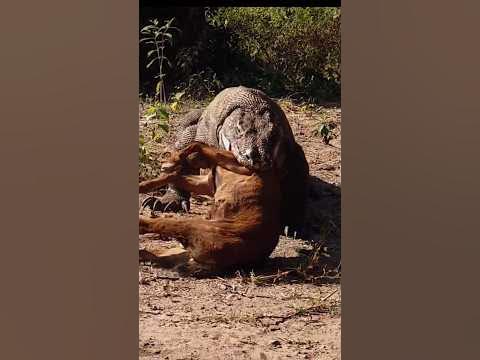 Python twin swallows goat - YouTube