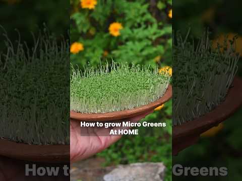 How To Plant Chia Seeds In A Keyboard