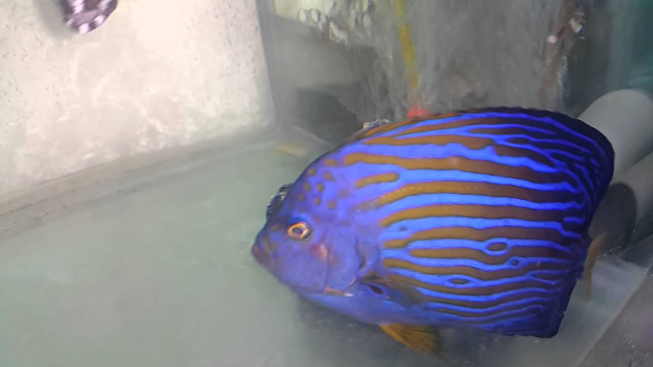 Blue face Chaetodontoplus septentrionalis - YouTube