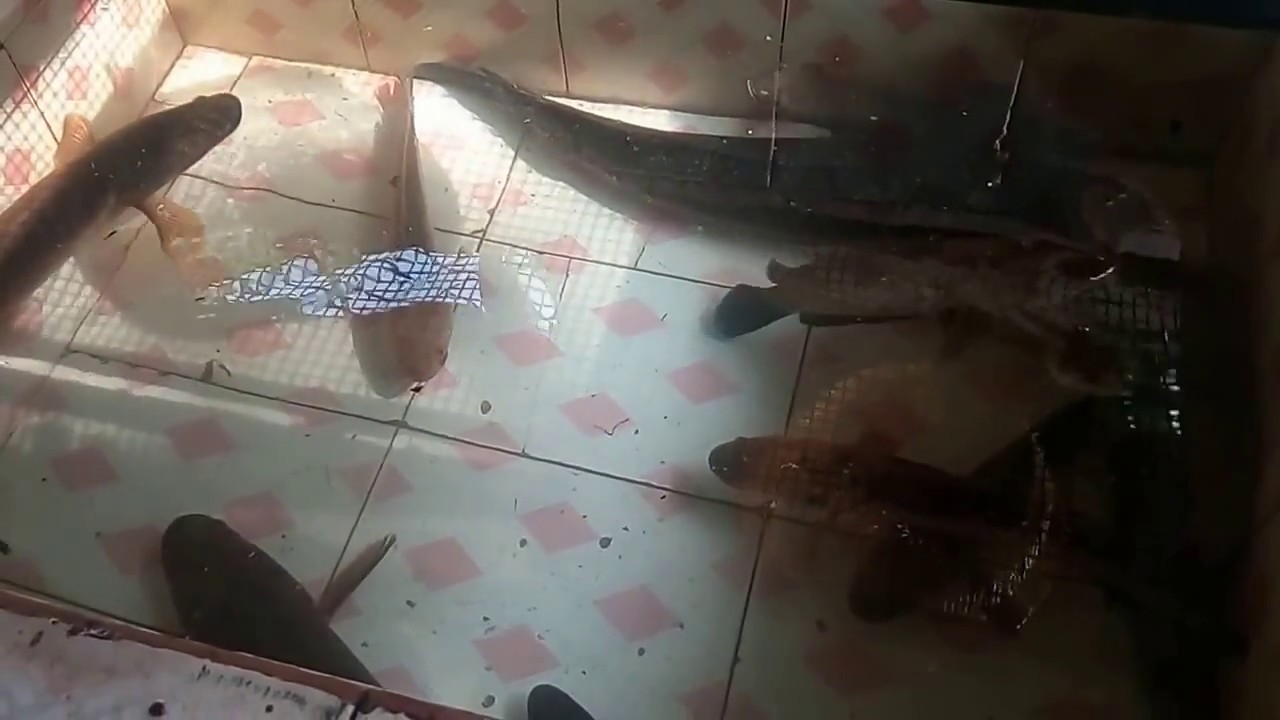 Beautiful Kerala - Kerala Lake Fish - Kannan - YouTube
