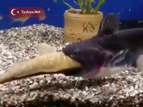 Kendi kadar balığı yutan sayko balık