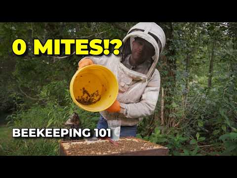 🚨 Do THIS in August or Lose Your Bees This Winter!