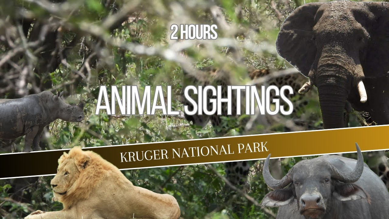 Safari Adventure! 2 Hours of Epic Wildlife Encounters in Kruger ...