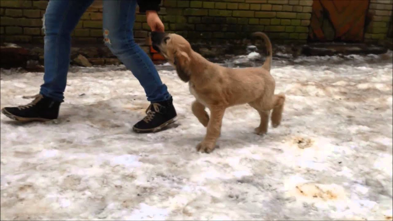 Puppies 9 weeks - YouTube