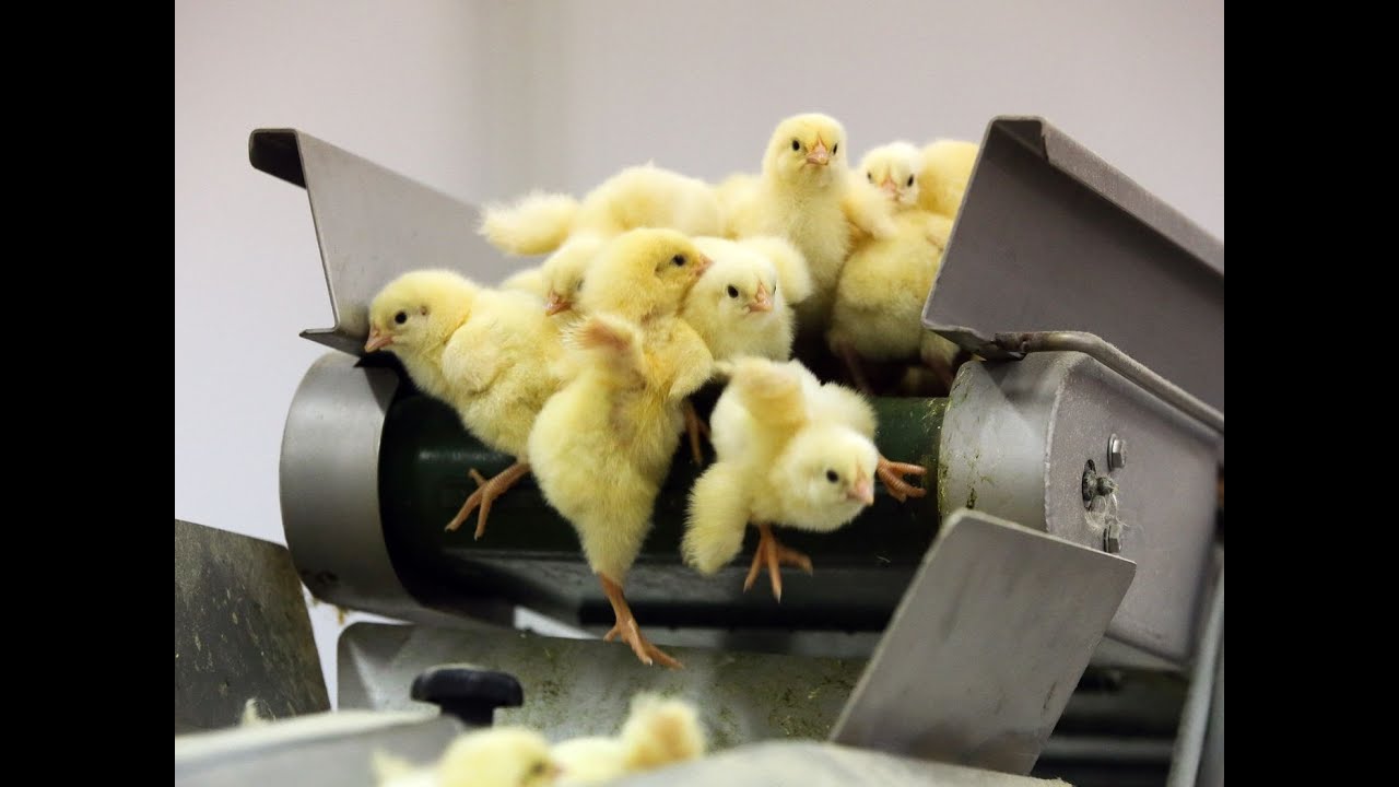 I put happy music over chick culling - YouTube