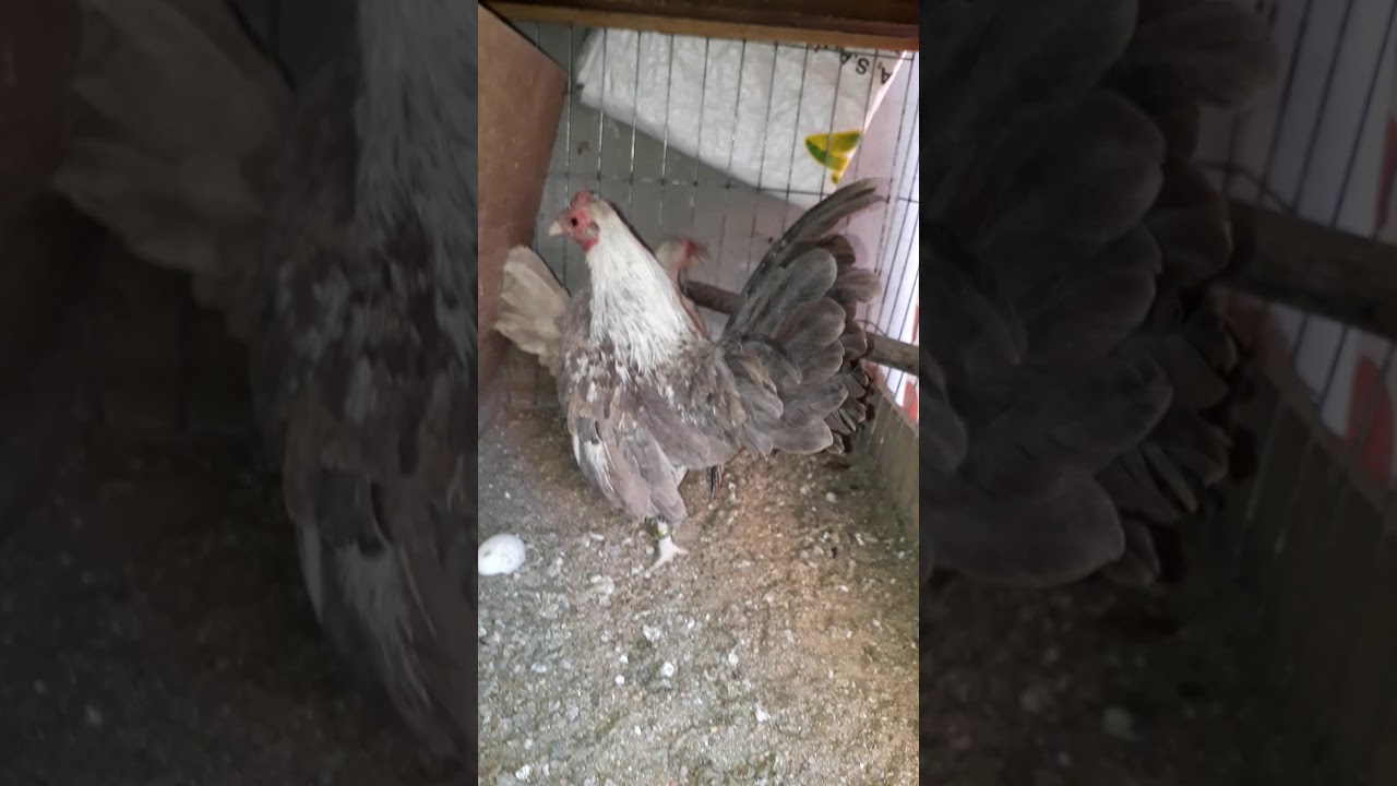 Gallitos aliquines de Zamora en venta - YouTube