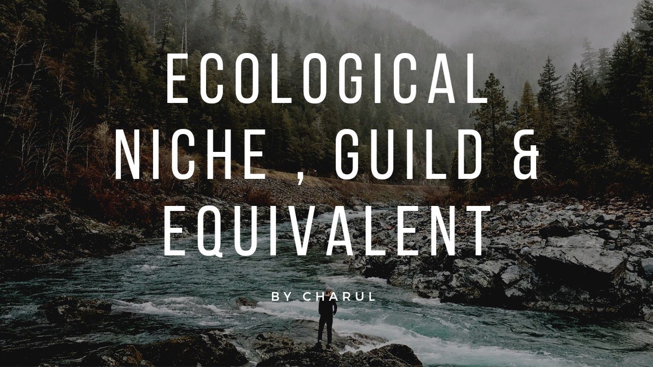 Ecological niche | Ecological Equivalent | Ecological Guild | Ecology ...