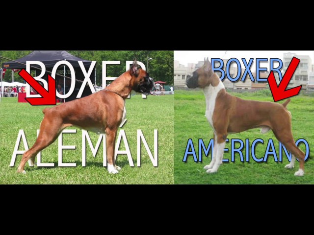 Boxer Europeo