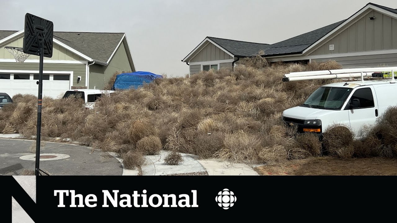 #TheMoment thousands of tumbleweeds invaded Utah and Nevada - YouTube