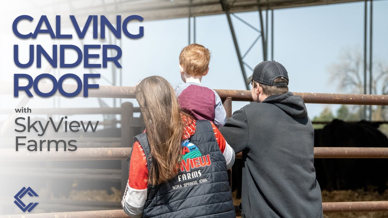Benefits of Calving Under Roof with SkyView Farms - YouTube