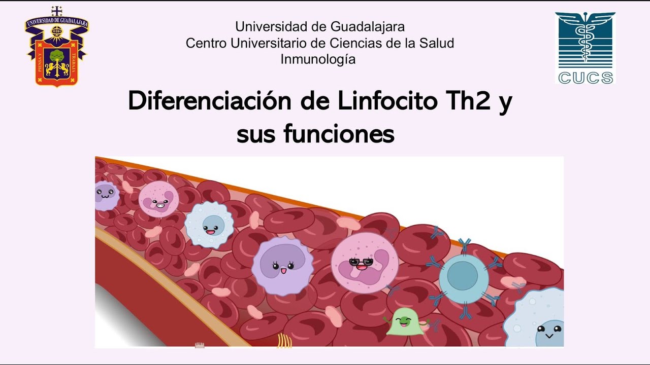 Linfocito Th2 y sus funciones - YouTube