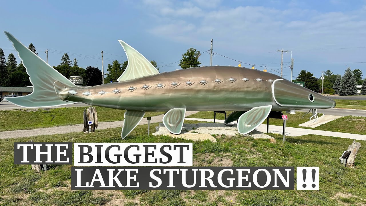 LAKE STURGEON IN MICHIGAN | Indian River, Mi - YouTube