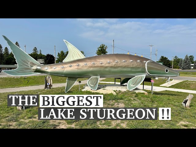 Giant Sturgeon Lake Michigan
