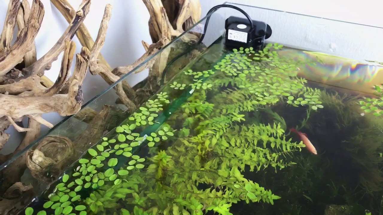 Aquascaping Tips - DIY Simple Solar Energy Filtration System - YouTube