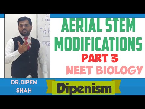 AERIAL STEM MODIFICATIONS | MORPHOLOGY OF FLOWERING PLANTS Class 11 ...