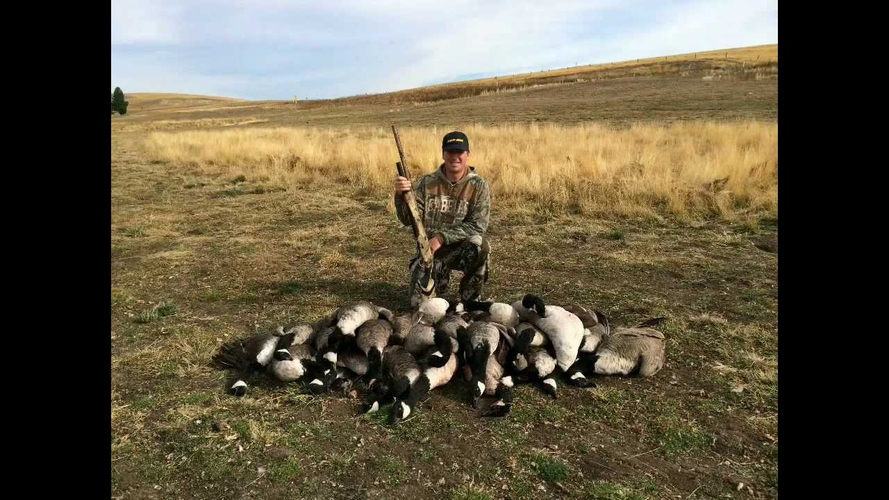 New Zealand Canada Goose Hunt - YouTube