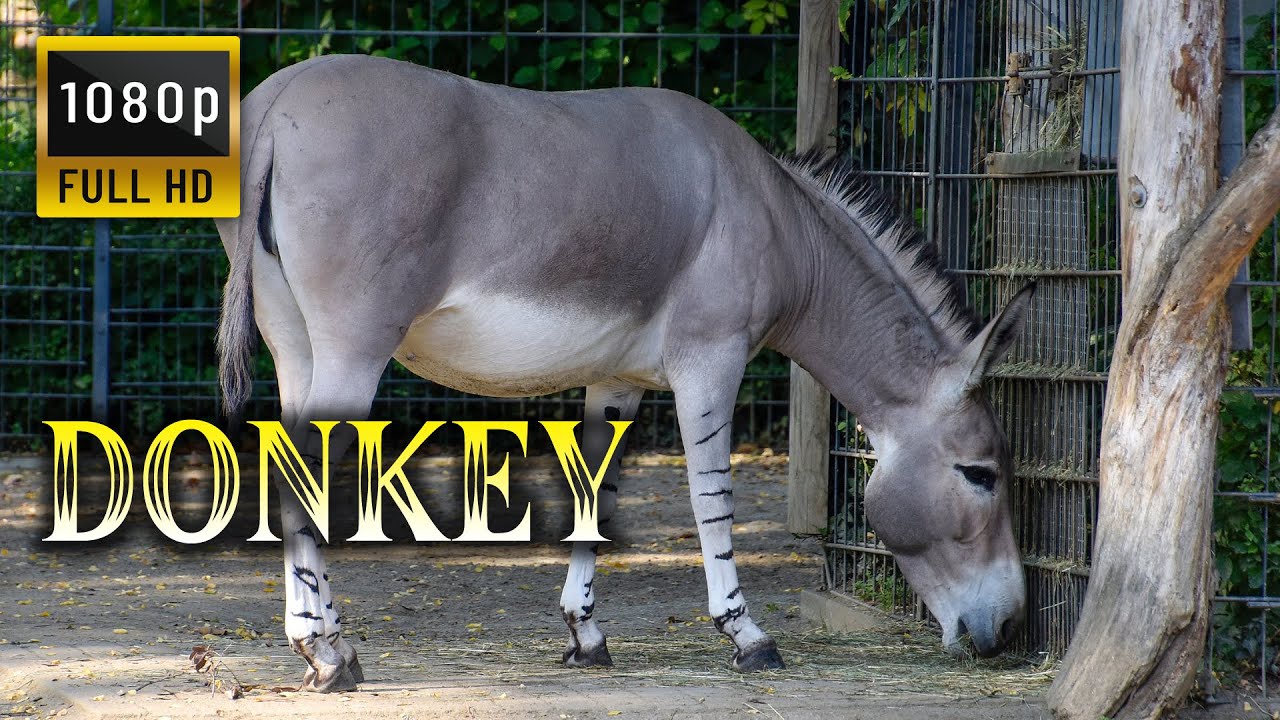 donkey | donkey video | donkey sound | donkey video for kids - YouTube