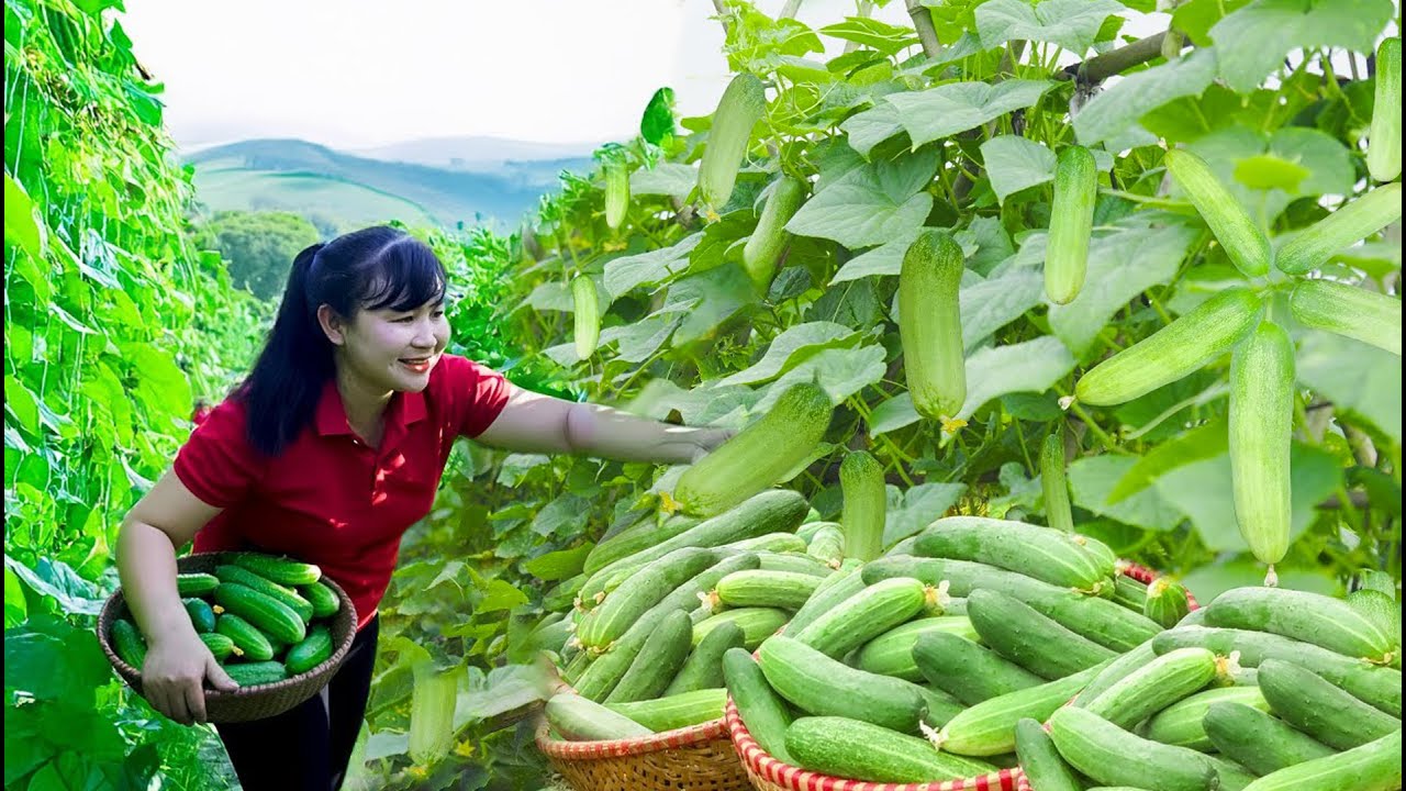 Harvesting Cucumber, Goes to the market sell - Harvesting and Cooking ...