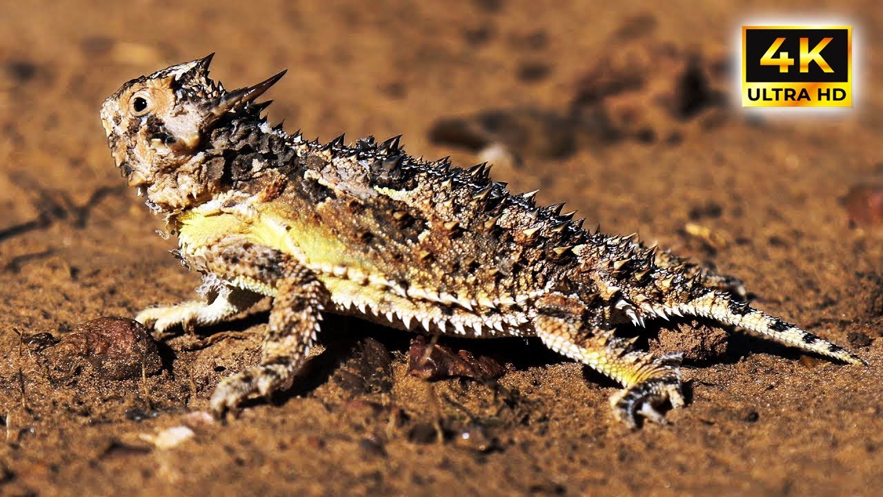 Horned Lizard: The Spiky Survivor with a Shocking Defense! - YouTube