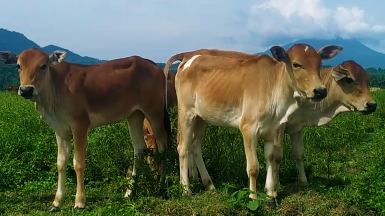 Puluhan Sapi makan rumput - YouTube