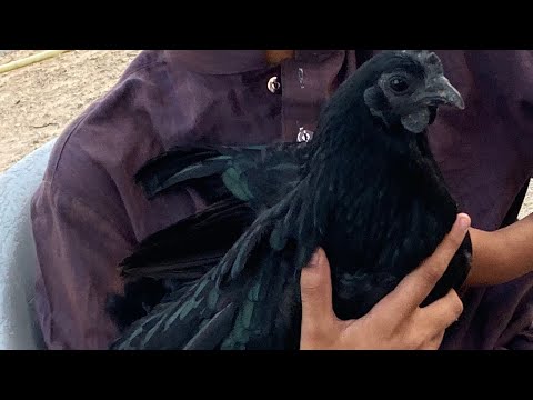 Treatment of canker disease in hens|successful treatment of Ayam cemani ...