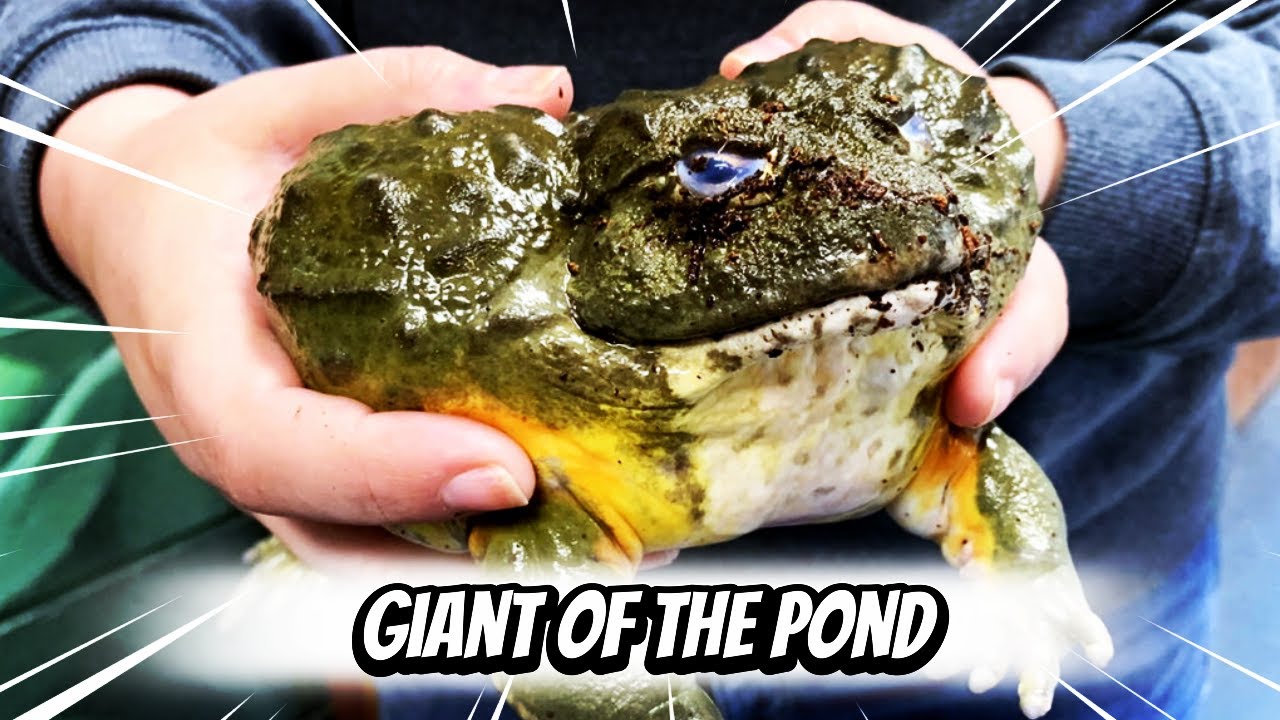 Bullfrog: The Ultimate Amphibian Warrior! - YouTube