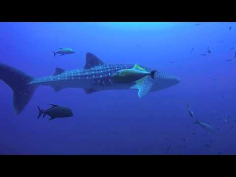 Tiburón ballena en Roca partida - YouTube