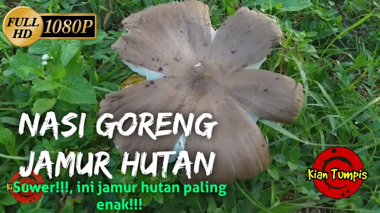 MASAK JAMUR HUTAN/JAMUR TRUCUK/BULAN, RESEP NASI GORENG JAMUR BULAN ...