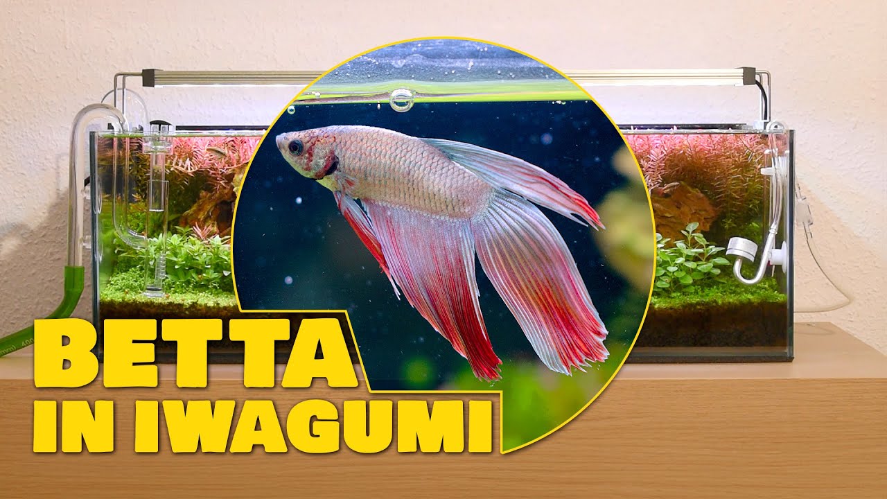 My First Ever Fish Tank (Day 365-395) - YouTube