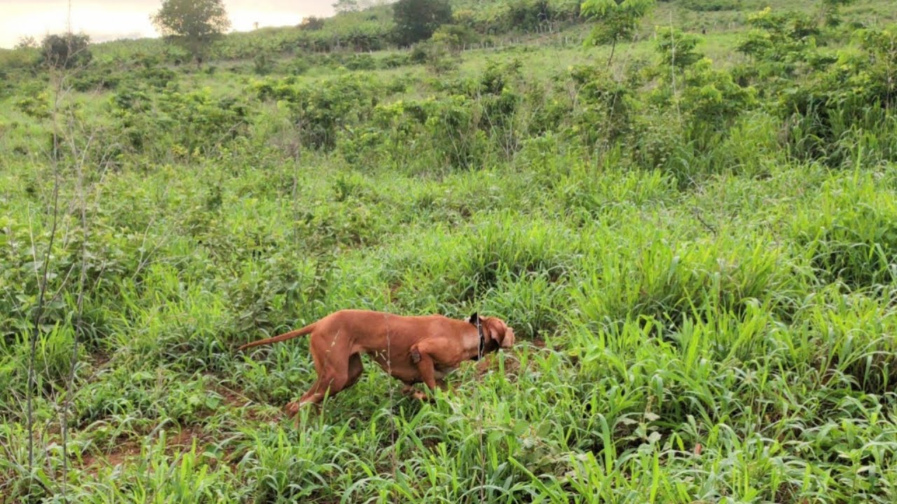 DUAL POINTER NIKE VOLTANDO AOS TREINOS - YouTube