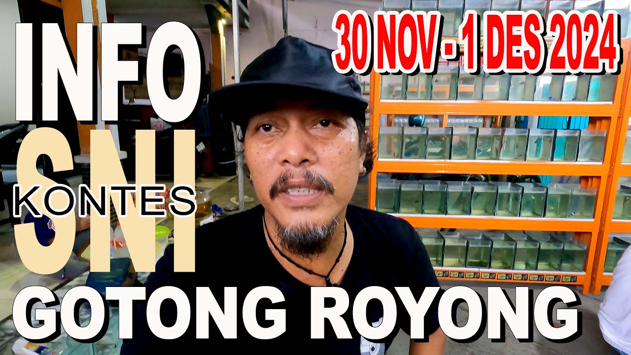 INFO KONTES CUPANG SNI GOTONG ROYONG - YouTube