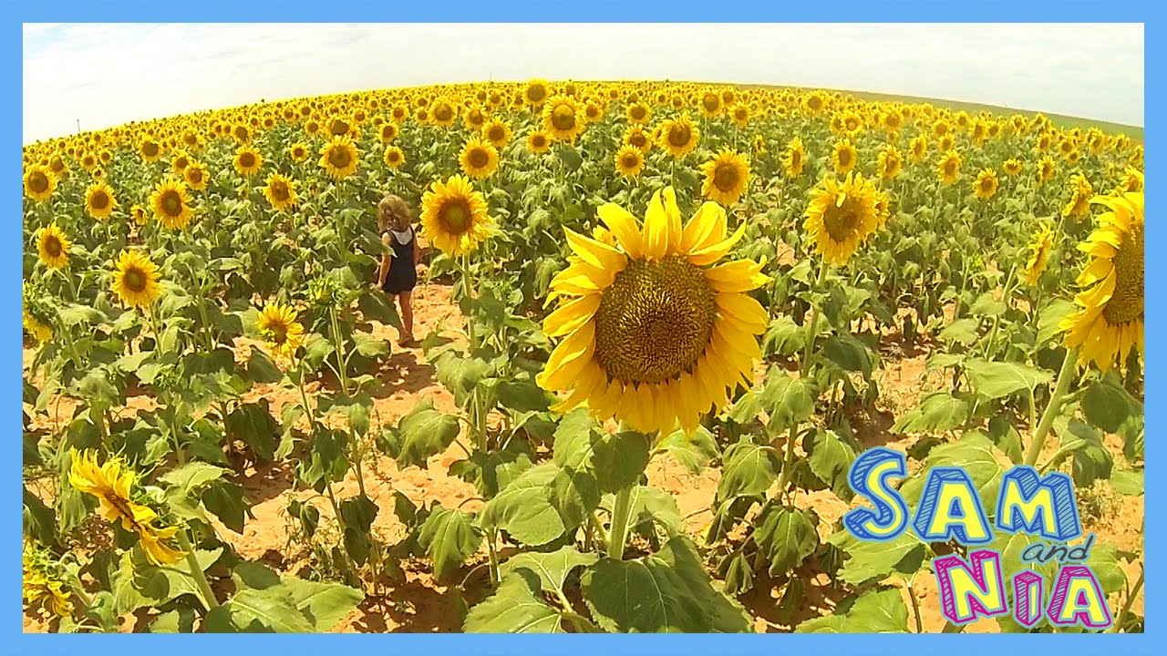 SUNFLOWER FIELDS FOREVER! | Sam & Nia - YouTube