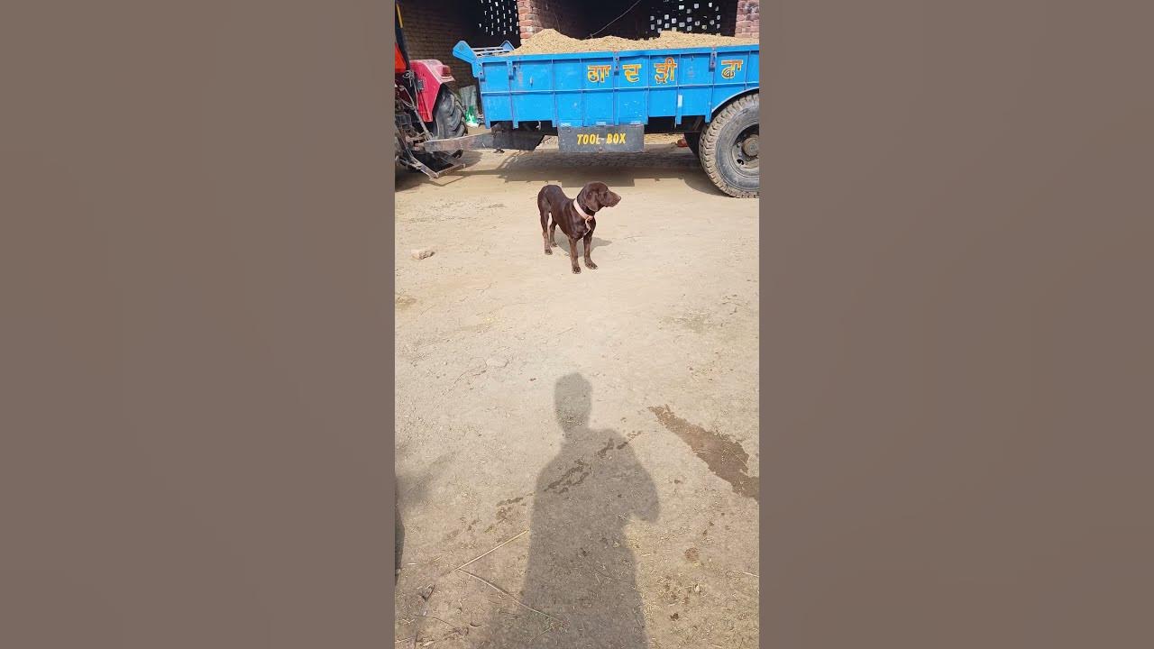 Jatt Life #pointerclub #pointerpointer #doglover - YouTube