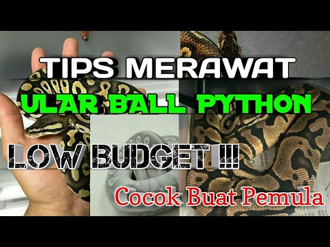 Tips Merawat ULAR BALL PYTHON|LOW BUDGET!!! - YouTube