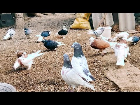 kabutarlar sotiladi hammasi hammasidan bor - YouTube