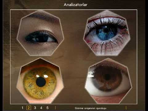 Gorme orqaninin qurulushu