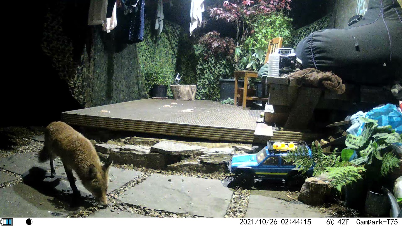 Friendly Red fox visiting our garden uk wildlife trail camera trailcam ...