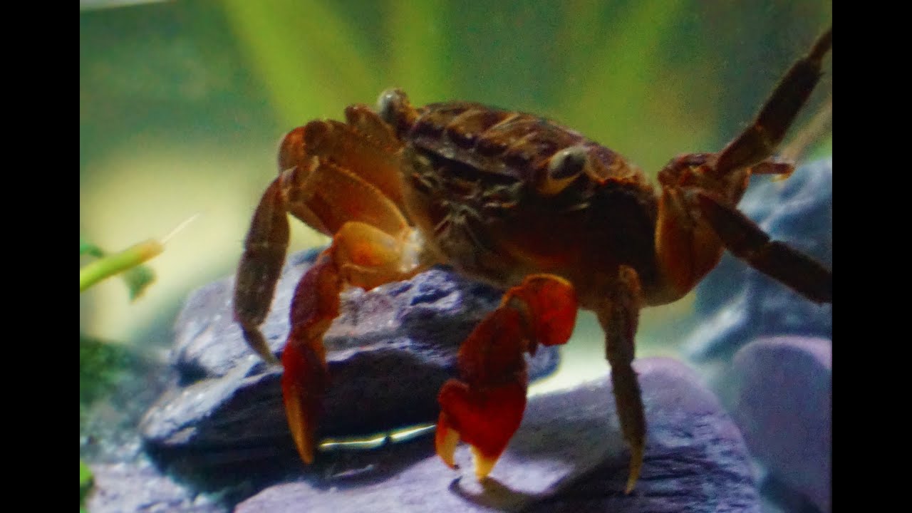 Red Claw Crab Eating A Mealworm. - YouTube