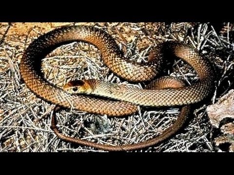Deadly Australian Common Copperhead Snake At Back Door - YouTube