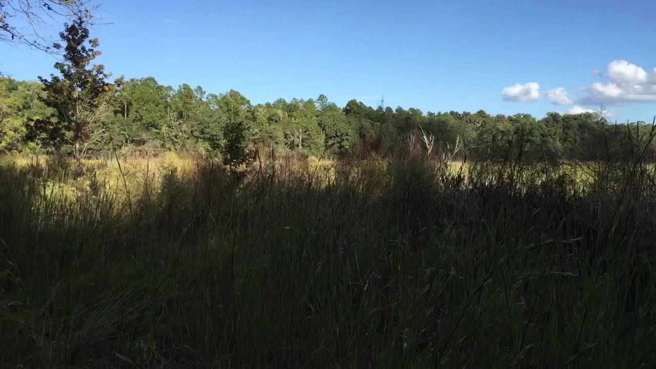 Stage Pond in Citrus Wildlife Management Area (Withlacoochee State ...