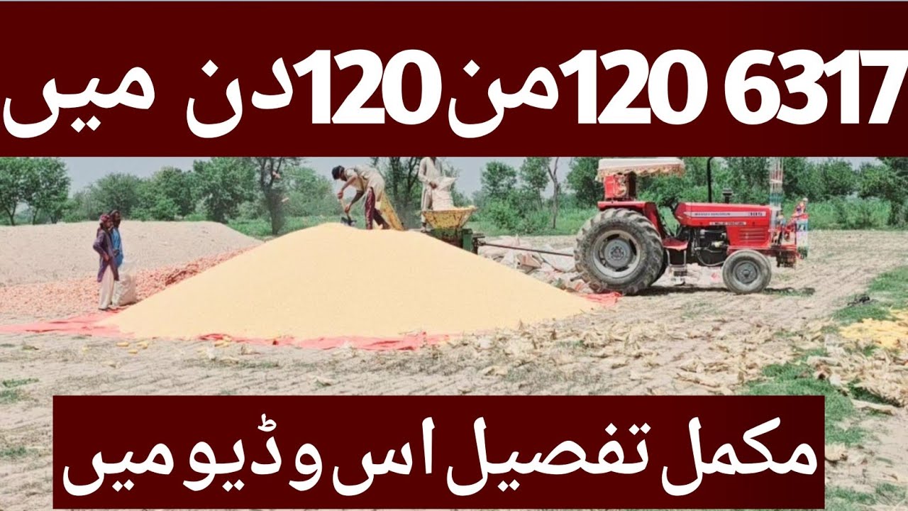 Best spring seed 6317 easily cross 100mun yield with this simple method||Advance Farming - YouTube