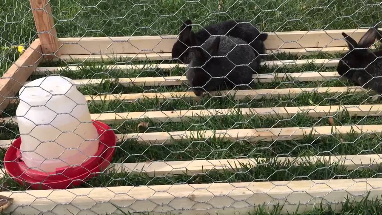 Pasture Rabbit Tractor - YouTube