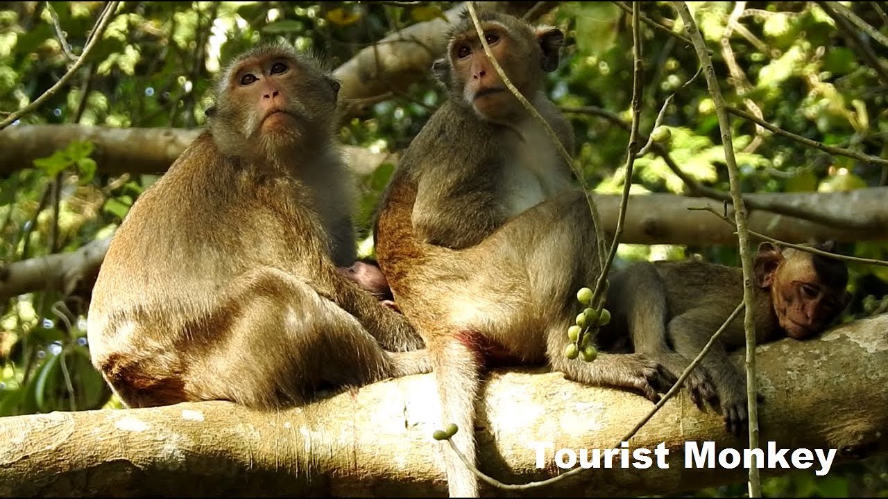 Newborn monkey sleep well, Mom massage for baby, Baby monkey sleep on ...