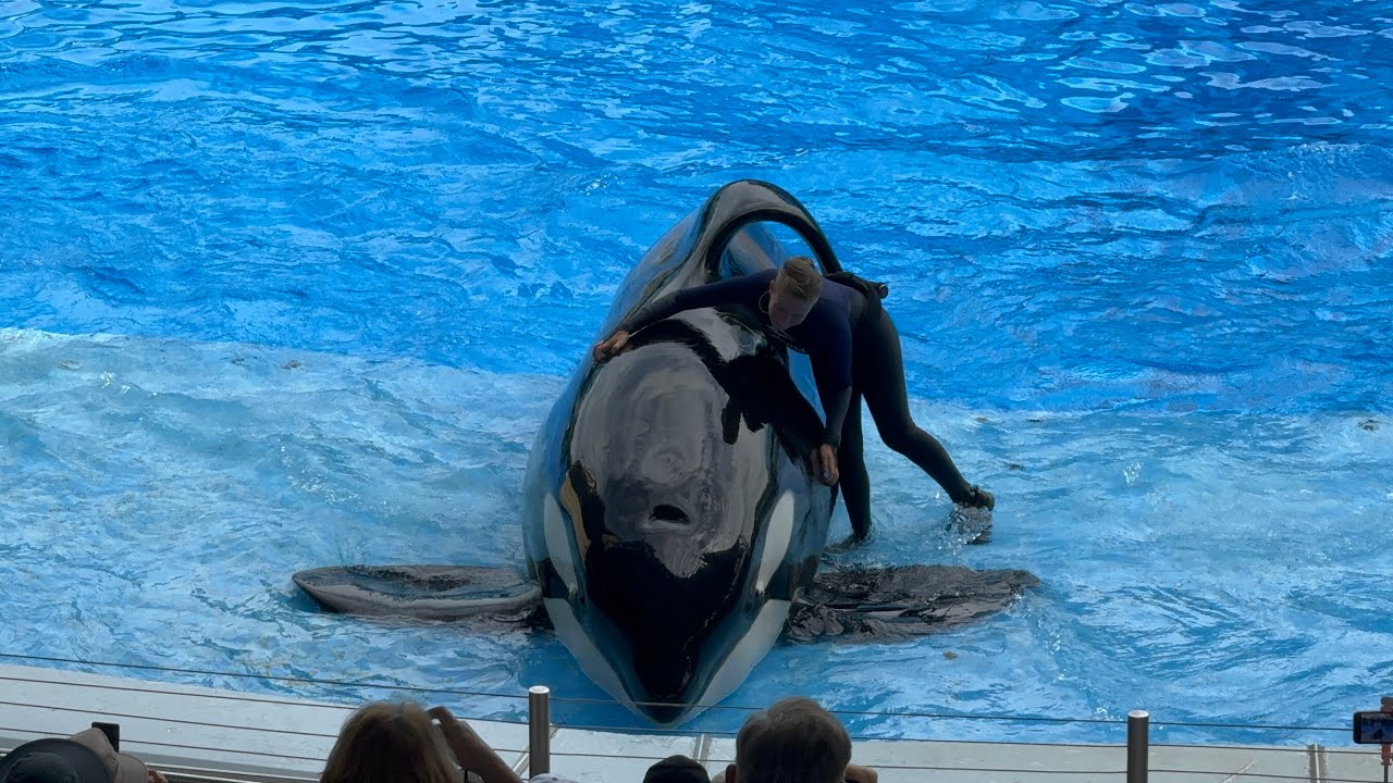 Makaio’s BIRTHDAY Orca Encounter Show - SeaWorld Orlando 4K (10-9-23 ...